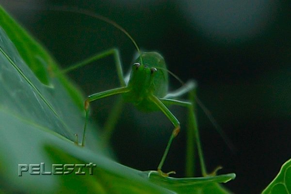 MamathitaM: Belalang Pelesit / Tettigoniidae