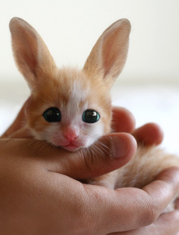 Whiteangel33: Animals