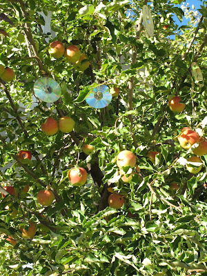 Mrs. Jacqueline's Gourmet Caramel Apples - Purple Chocolat Home