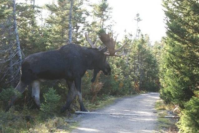 The Mountain: One Big Moose!