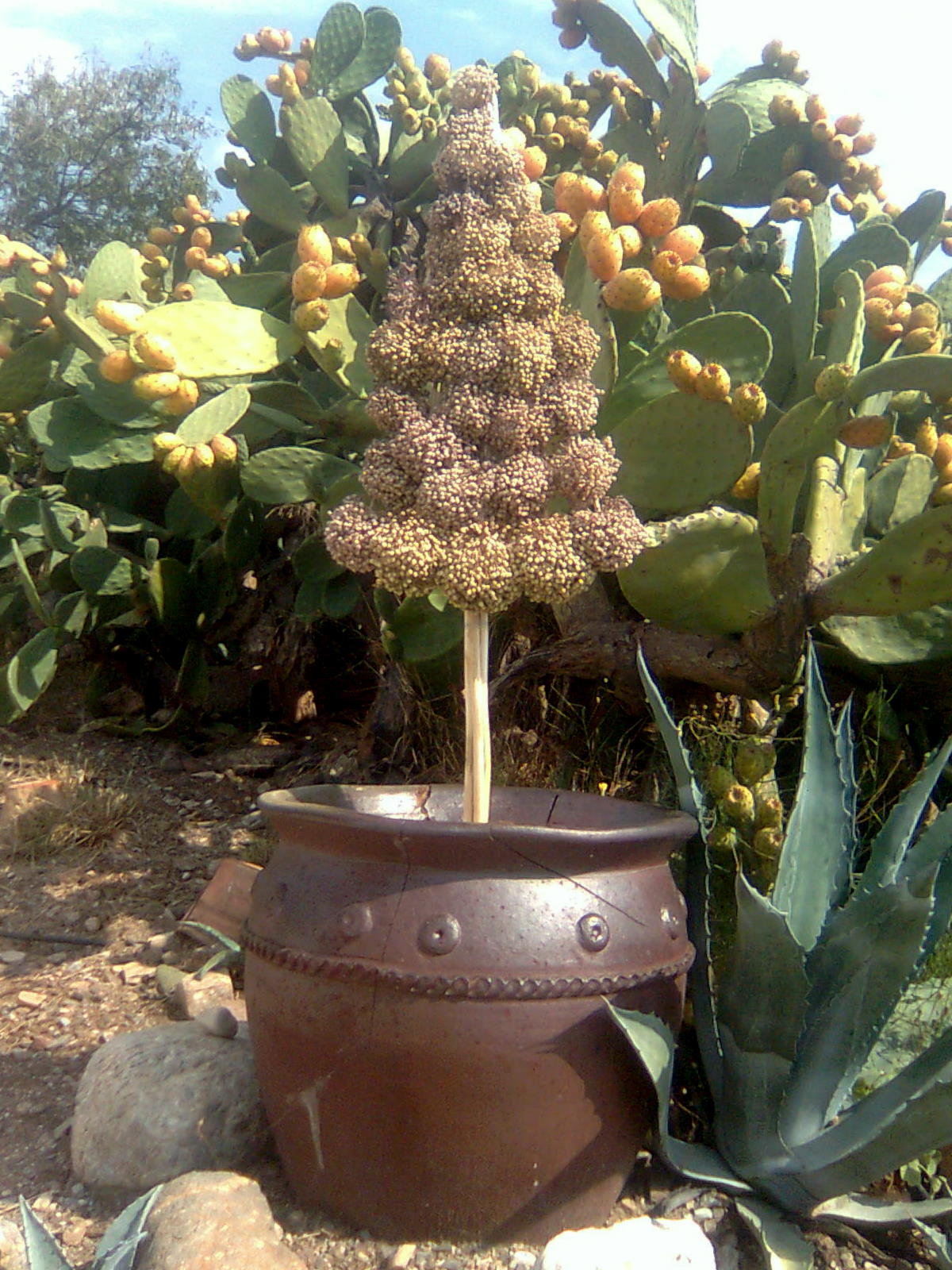 Will's Eats: A Garlic Tree