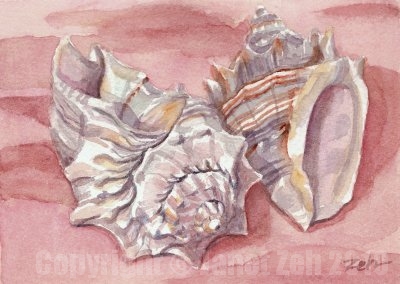 Zeh Original Art Blog Watercolor and Oil Paintings: Sea Shells Conchs ...