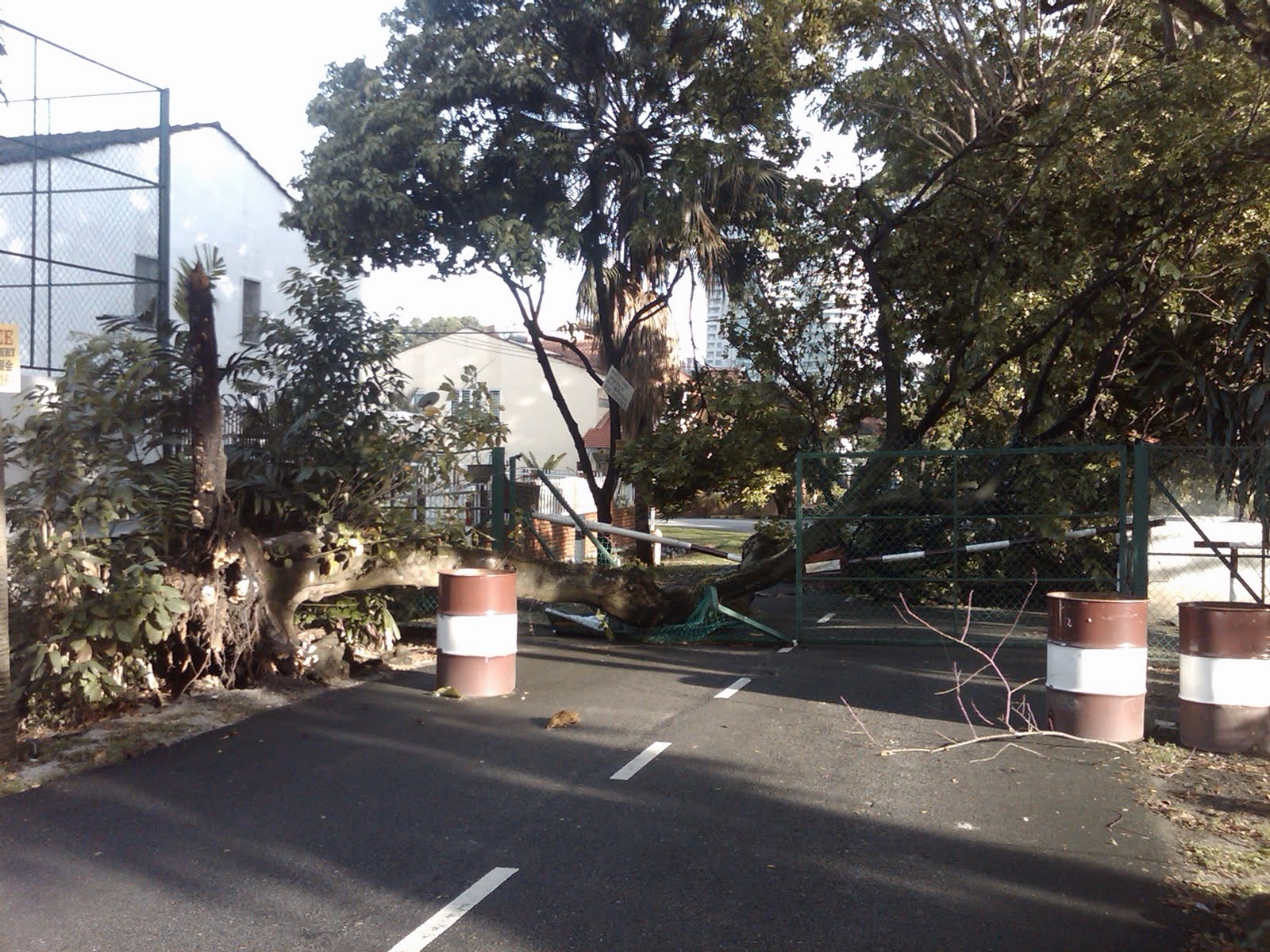 Damansara Utama Residents and Owners Association: Fallen Tree Damage ...