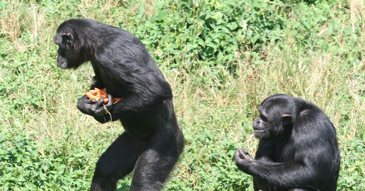 Science To Live By: KINSHIP: HAND IN HAND WITH CHIMPS IN UGANDA