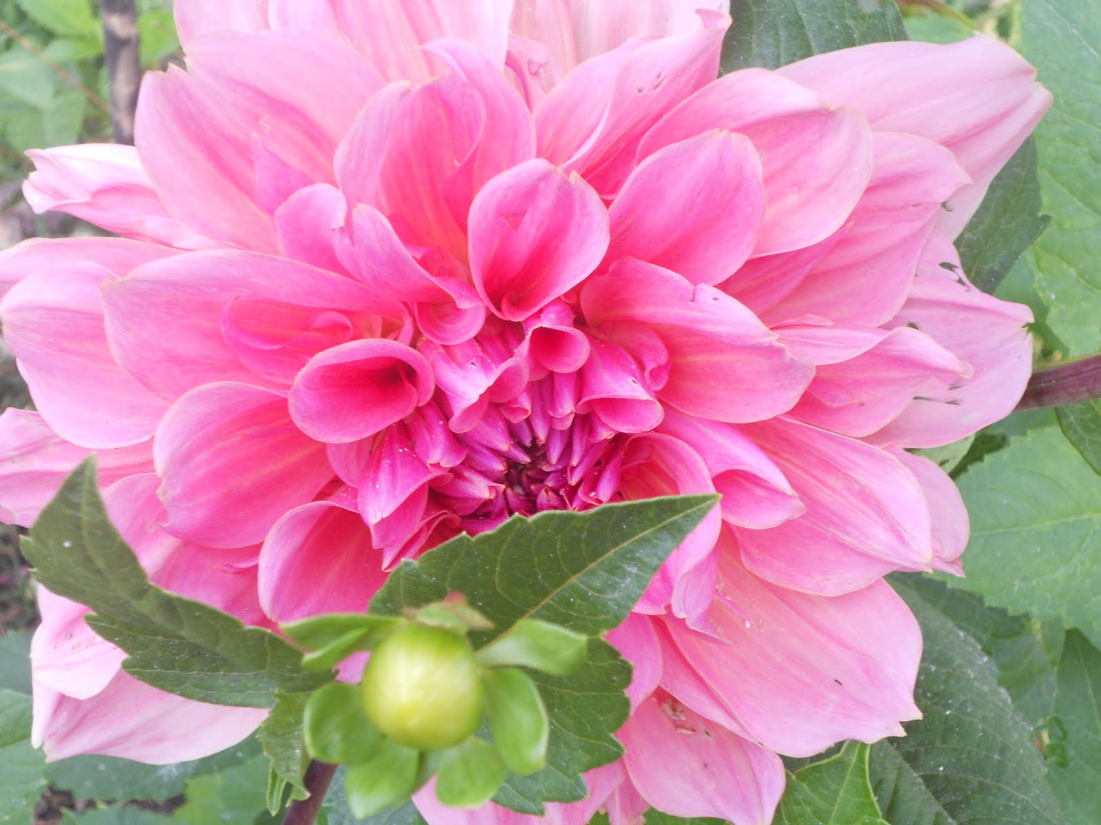 Whimsy Bower: Dilly-Dahlia