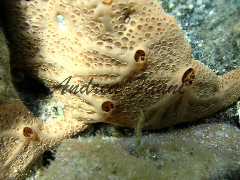 porifera (spugne)