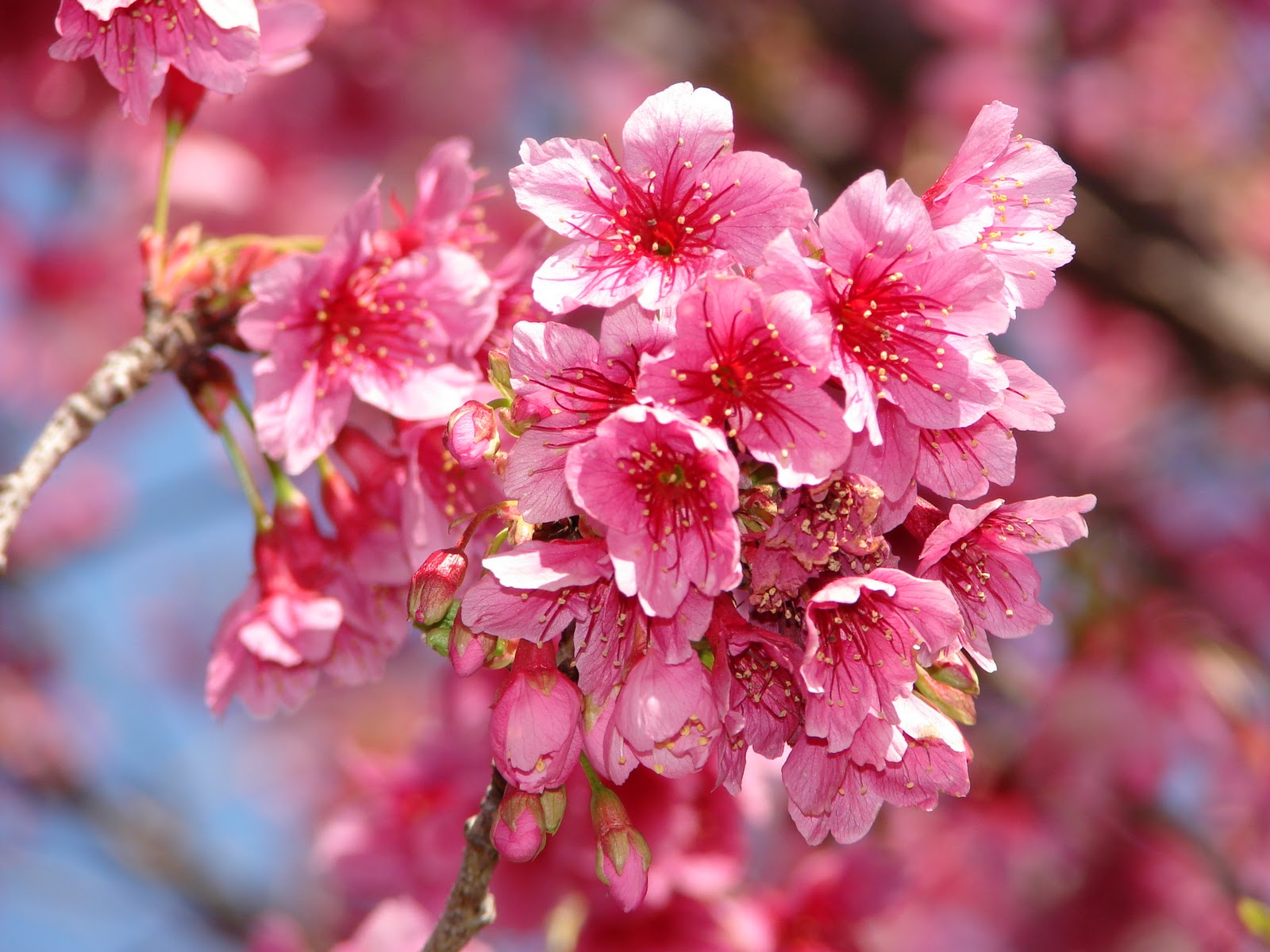 Silvia Amaral: Flores, flores, flores