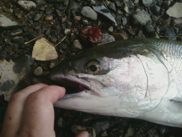 Illinois Wisconsin Fishing: fly fishing the fall run (root river,wi)