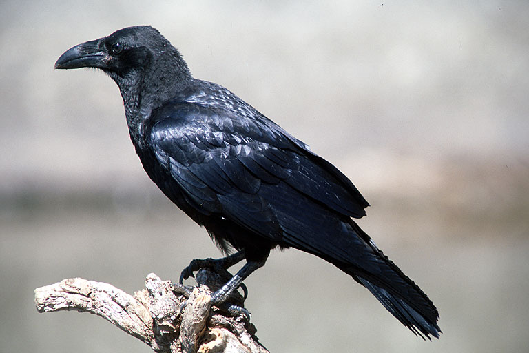 Homeopatía ahora: CUERVO