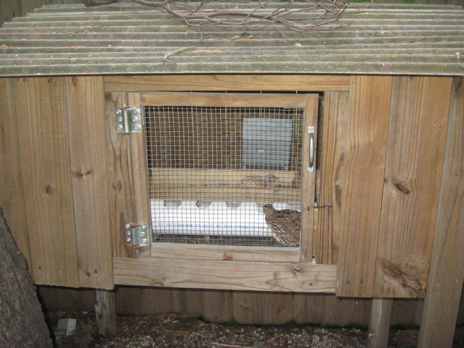 The Goats' Backyard Blessings: Raising Quail