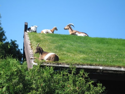 GreenSoA: Goats and Green Roofs