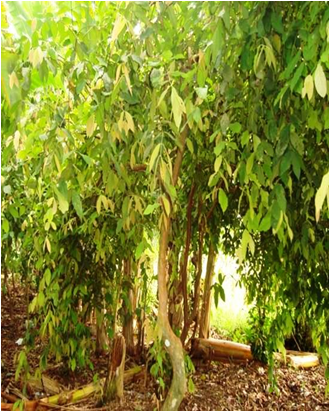 Ruby-Ober-Rey- Edwin