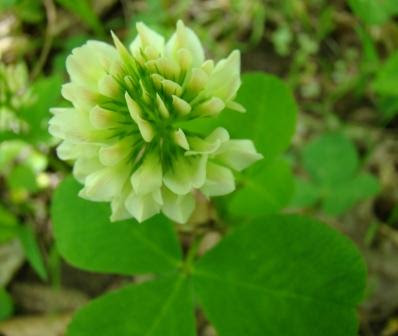 Weedpicker's Journal:: Running with the Buffalo...