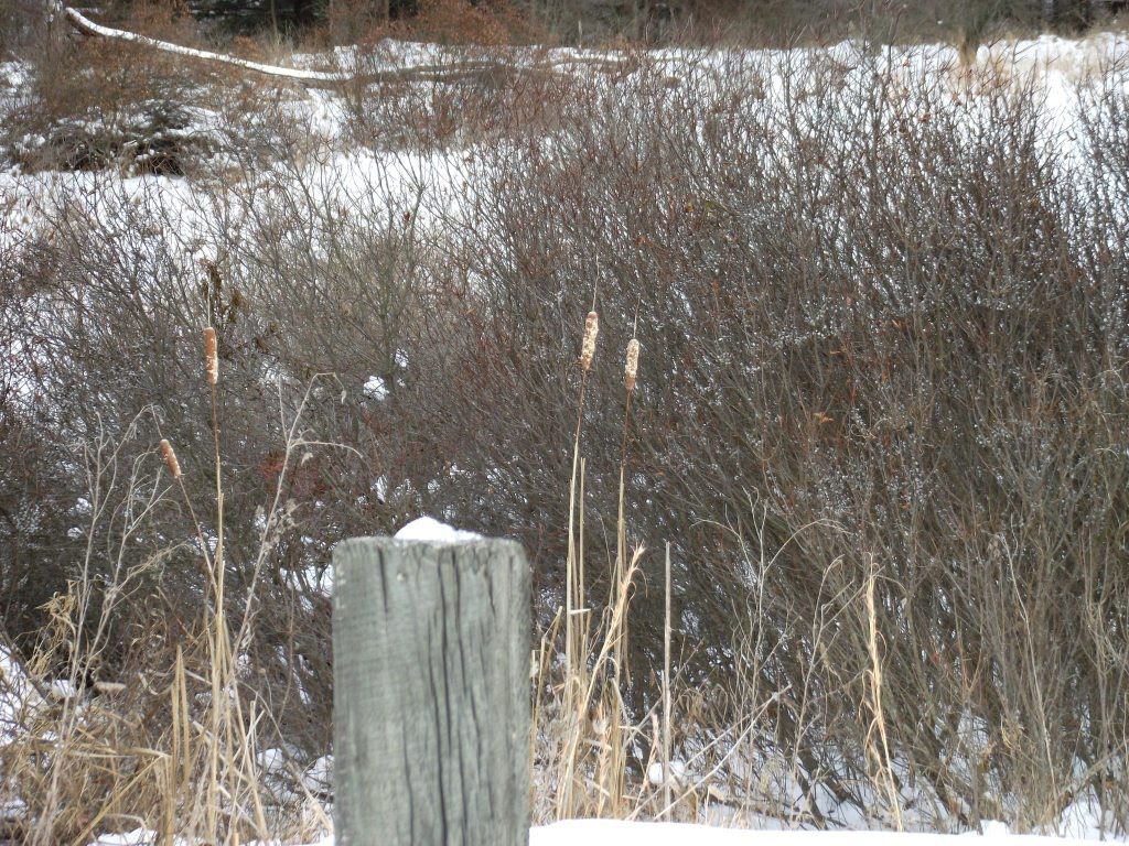 Weedpicker's Journal:: Bayberry in winter