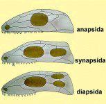 100g de Terrariofilia