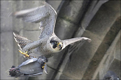Harris' Hawk blog: Frounce is an age old problem