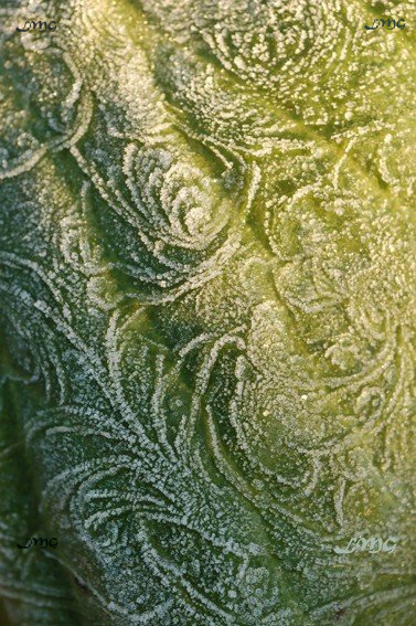 Grønn fryd hos Monique: Ekte norsk akantus! Natural frosted patterns of ...