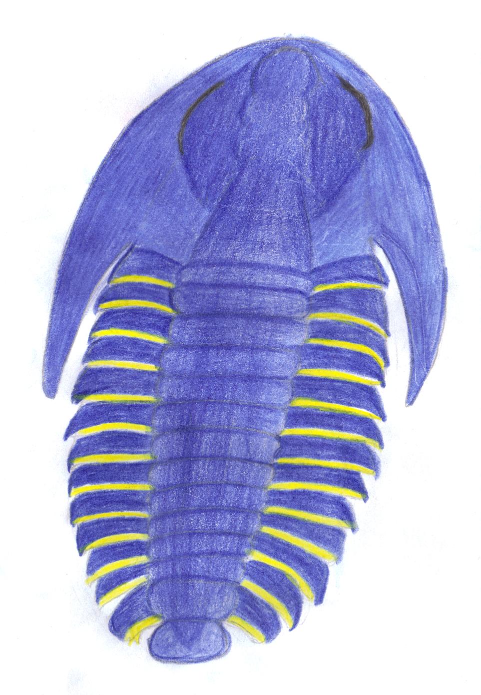 ART Evolved: Life's Time Capsule: The Trilobite Gallery