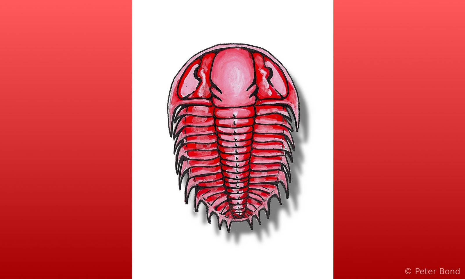 ART Evolved: Life's Time Capsule: The Trilobite Gallery