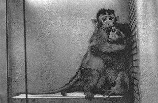 Istoria Artei: Testarea pe animale sau Cât de crud poate fi omul