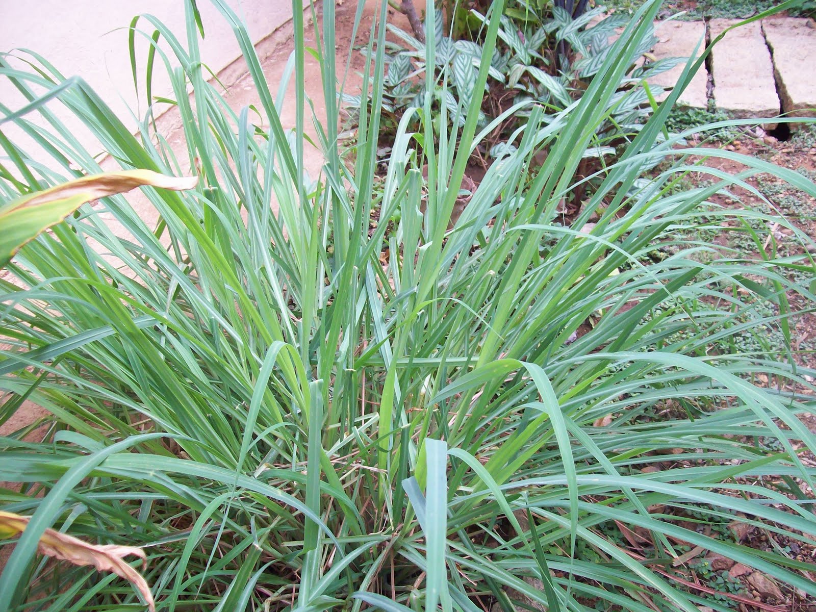 gardentropics: Foliage Plants