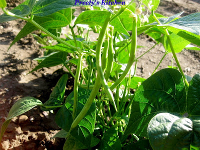Preety's Kitchen: Aloo Beans
