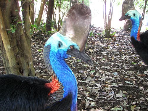 Zoológico Virtual do Brasil! Seu Safari Virtual!: Casuar