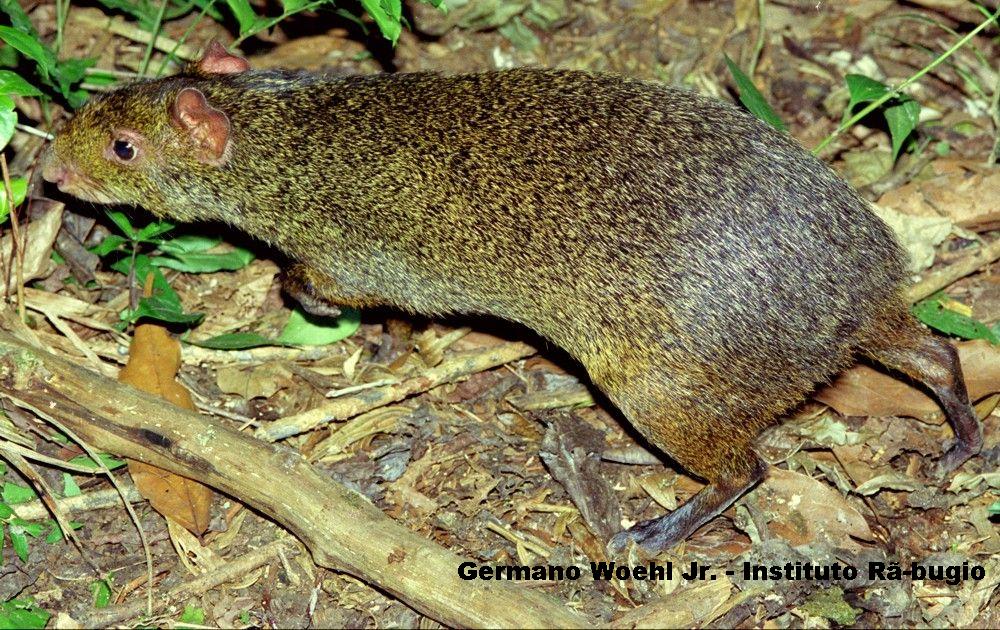 Zoológico Virtual do Brasil! Seu Safari Virtual!: Cutia