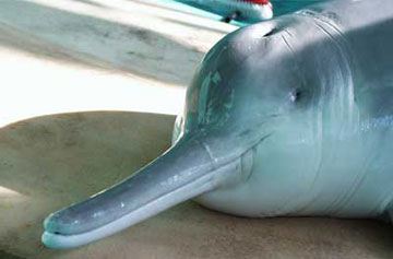 Zoológico Virtual do Brasil! Seu Safari Virtual!: Golfinho do rio Baiji