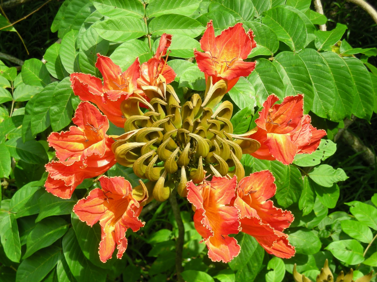 pipajo blog: African Tulip - Spathodea campanulata
