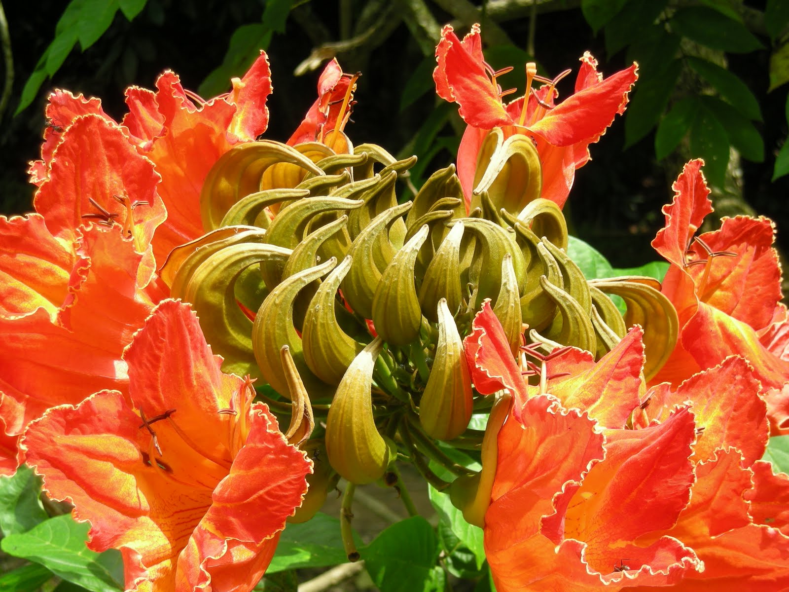 pipajo blog: African Tulip - Spathodea campanulata