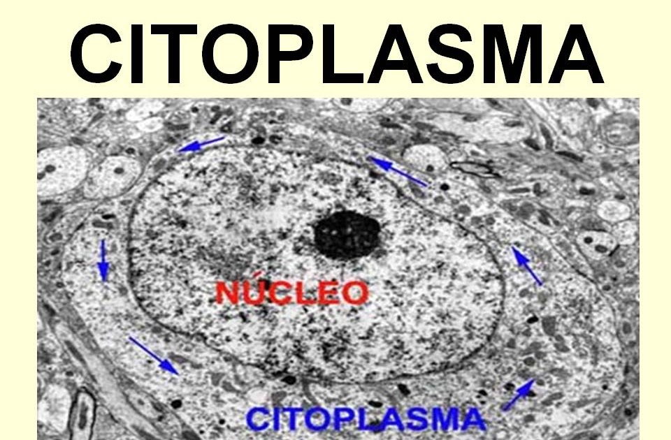 CITOLOGIA: CITOPLASMA