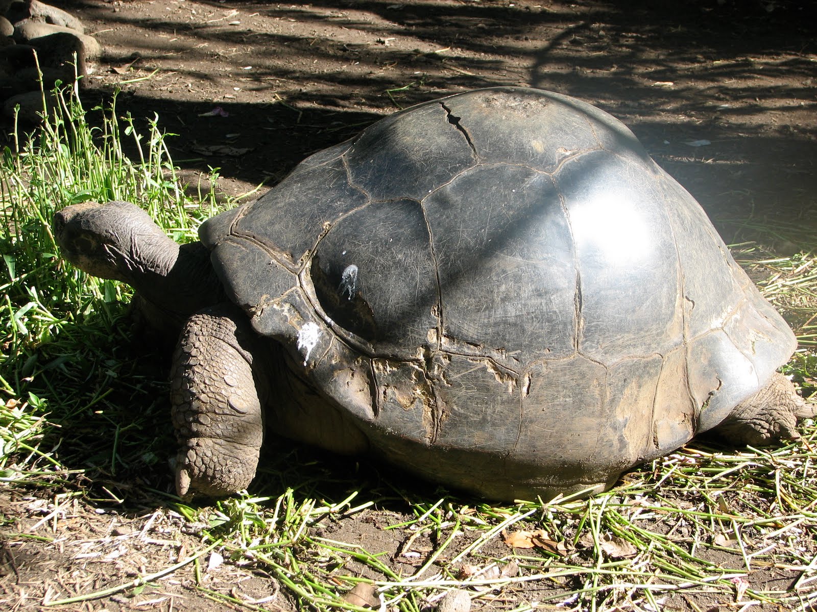 CH'TI TAHITI: Le parc botanique de Papeari
