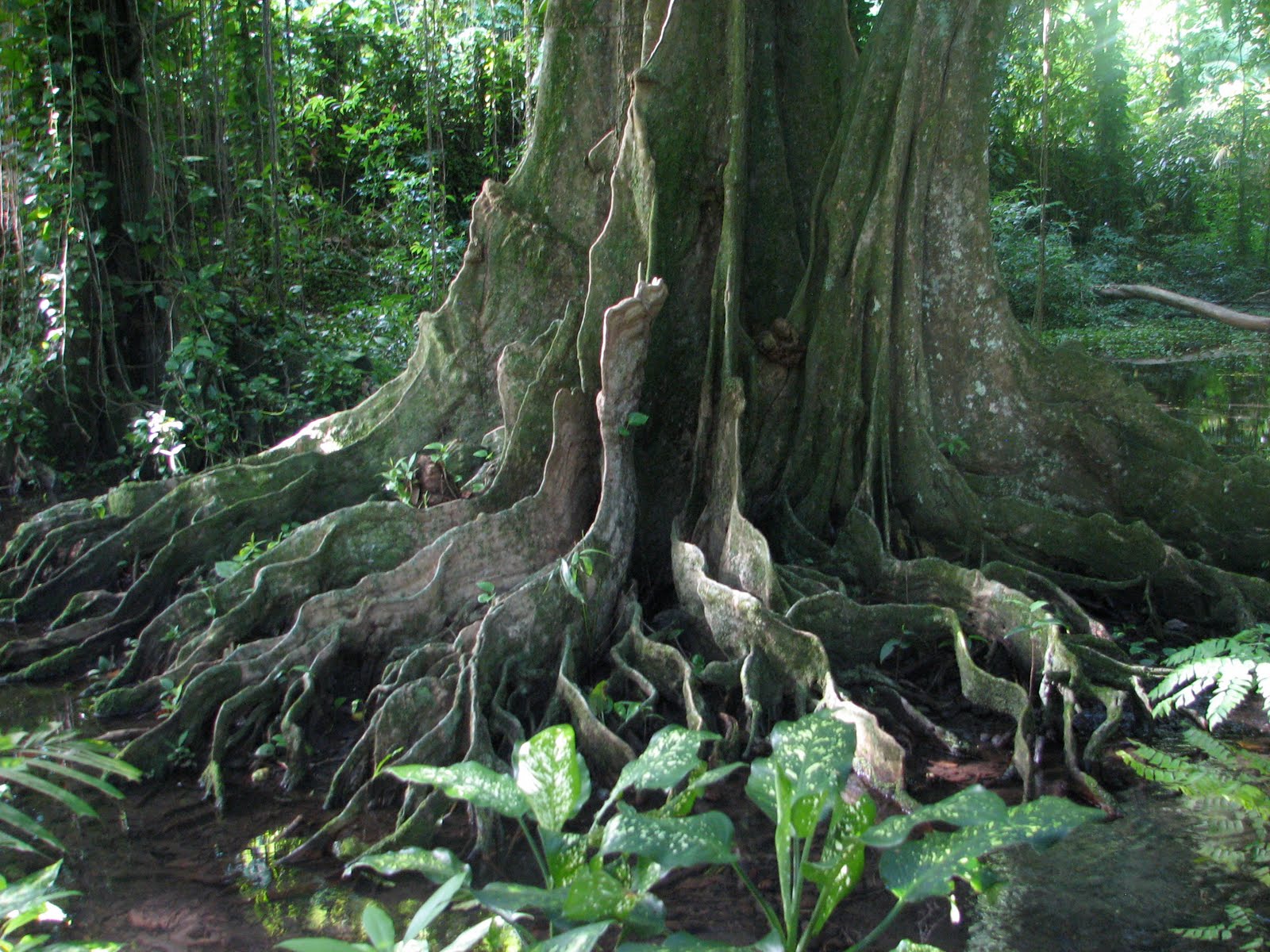 CH'TI TAHITI: Le parc botanique de Papeari