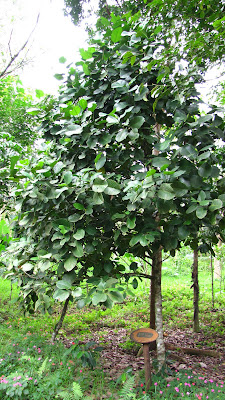 Walk Cebu Photos: Katmon Tree
