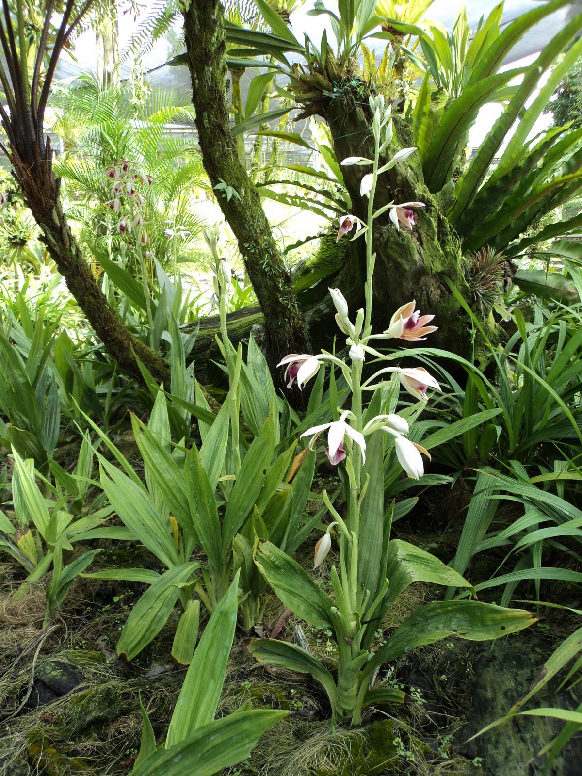 4 da Love of Orchids: Phaius tankervilleae