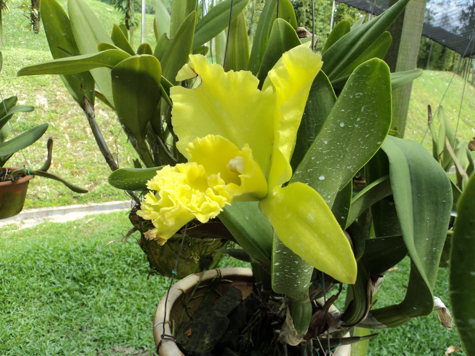 4 da Love of Orchids: Cattleya spp.( Green Cattleya)
