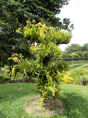 4 da Love of Orchids: Blooming orchids on dummy trees (3)