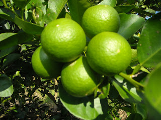 pelbagai anak pokok: Anak Pokok Limau Purut & Limau Nipis & Limau Kasturi