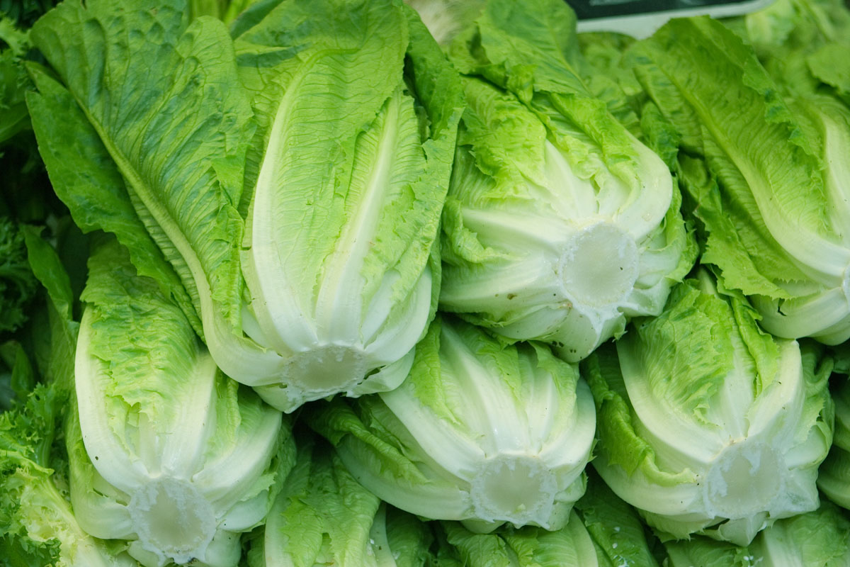 Fres Co Frutas y Verduras: LECHUGAS FRESCAS