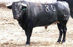 Blanco y Oro: * Pelajes del toro (Capítulo III)