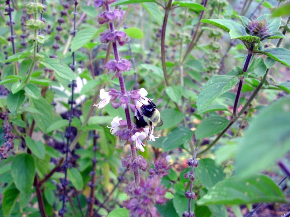 Muscari Musings: African Blue Basil...