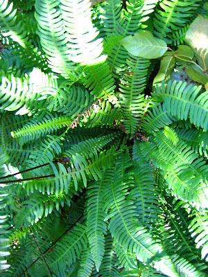 Native Oregon Plants: Native Oregon Coastal Plant I.D. Challenge!