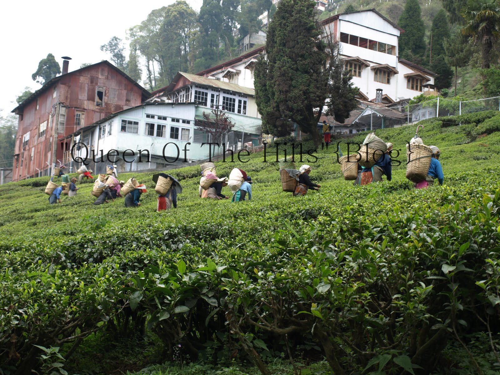 happy valley tea estate - JungleKey.in Image