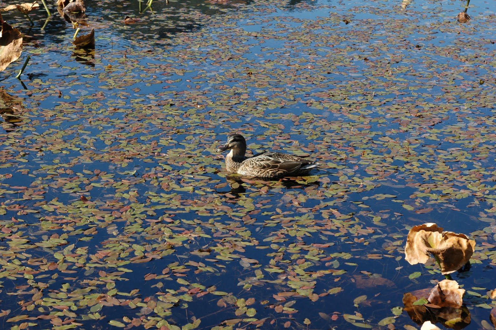 Photodog: Duck in fall leaves.