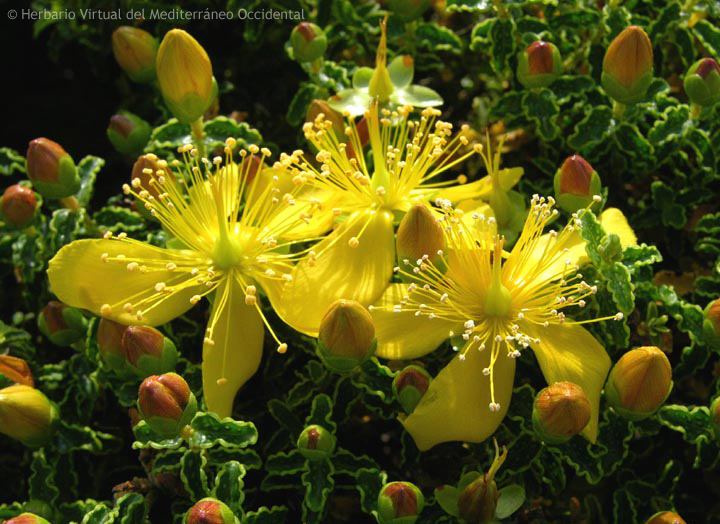 Conociendo La India: Flora y Fauna