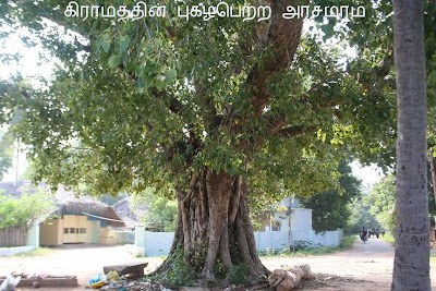 அமர்க்களம்: மறக்கப்பட்ட மரங்கள்