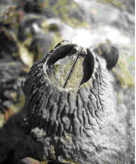 Biocuriosidades: CRACAS