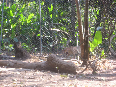 Parque Ambue Ari -- Inti Wara Yassi