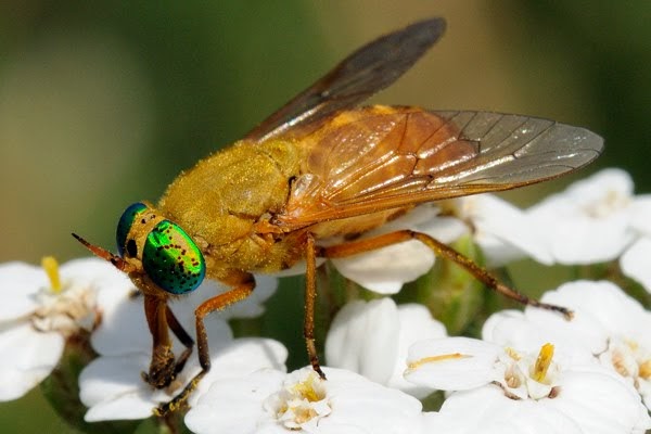 Mad Hatter: OJOS VERDES
